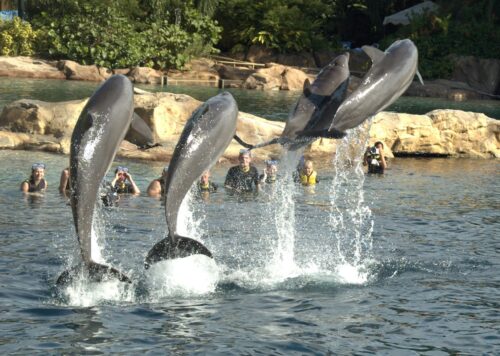 Want to Swim with Dolphins? Discovery Cove Is the Place to Do It - Park ...