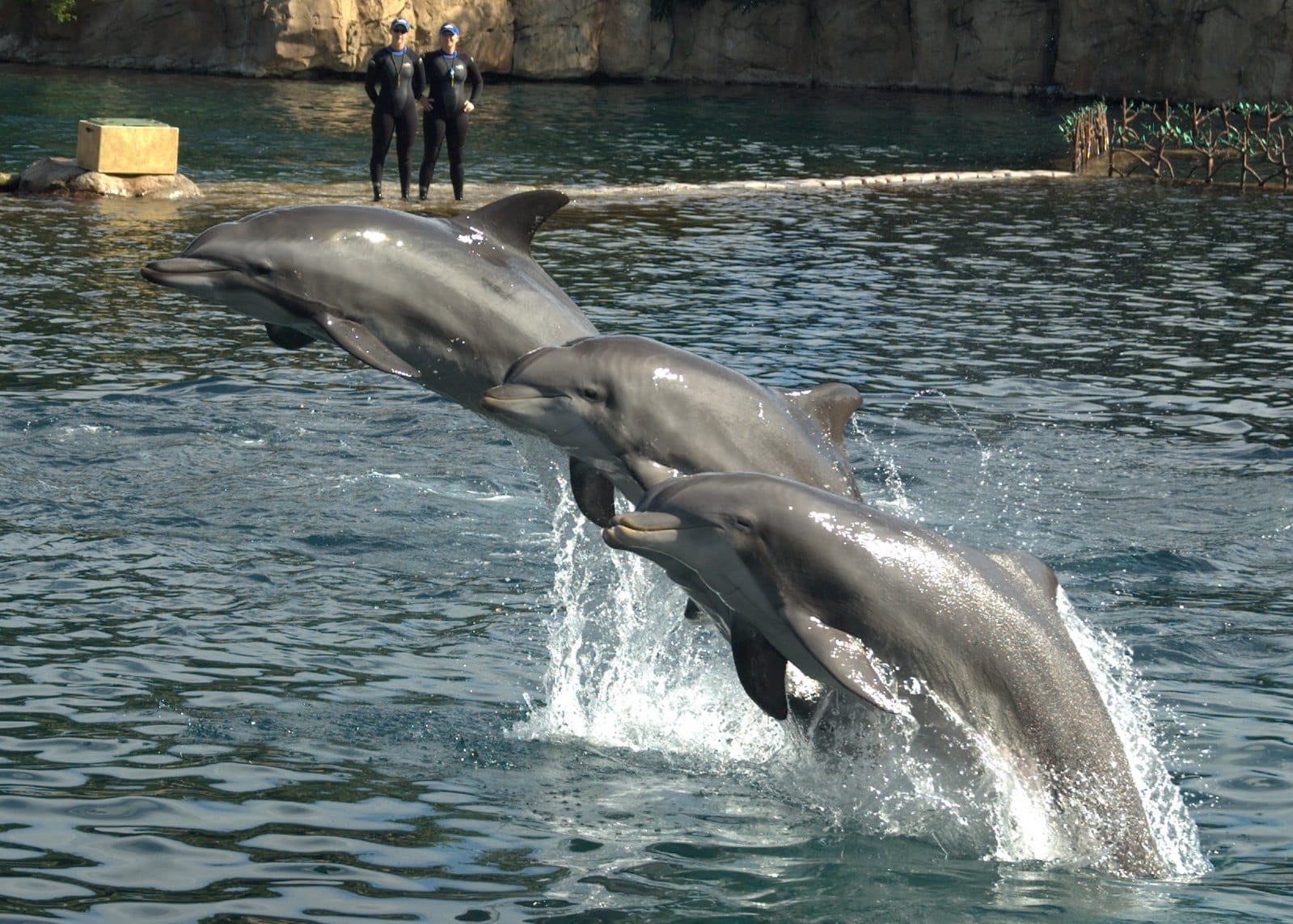 Want to Swim with Dolphins? Discovery Cove Is the Place to Do It - Park ...