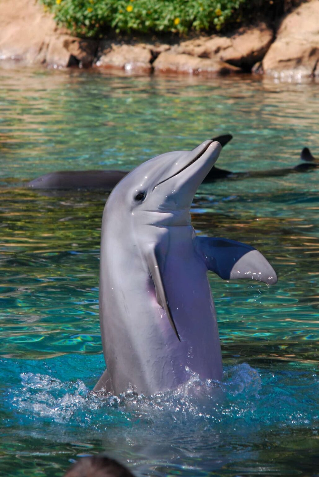 Want to Swim with Dolphins? Discovery Cove Is the Place to Do It - Park ...