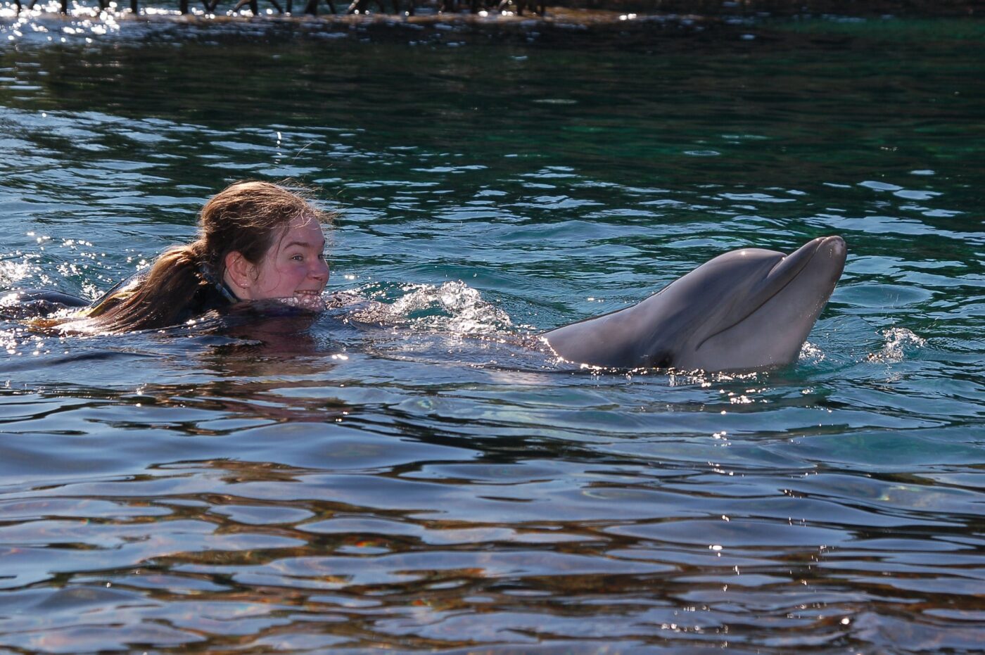 Want to Swim with Dolphins? Discovery Cove Is the Place to Do It - Park ...