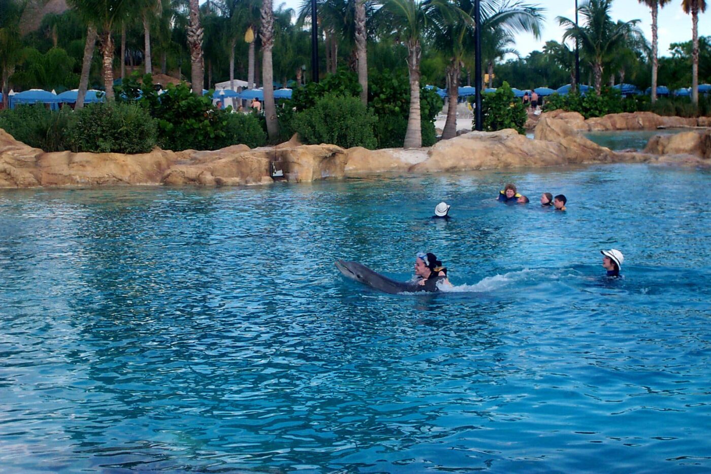 Want to Swim with Dolphins? Discovery Cove Is the Place to Do It - Park ...