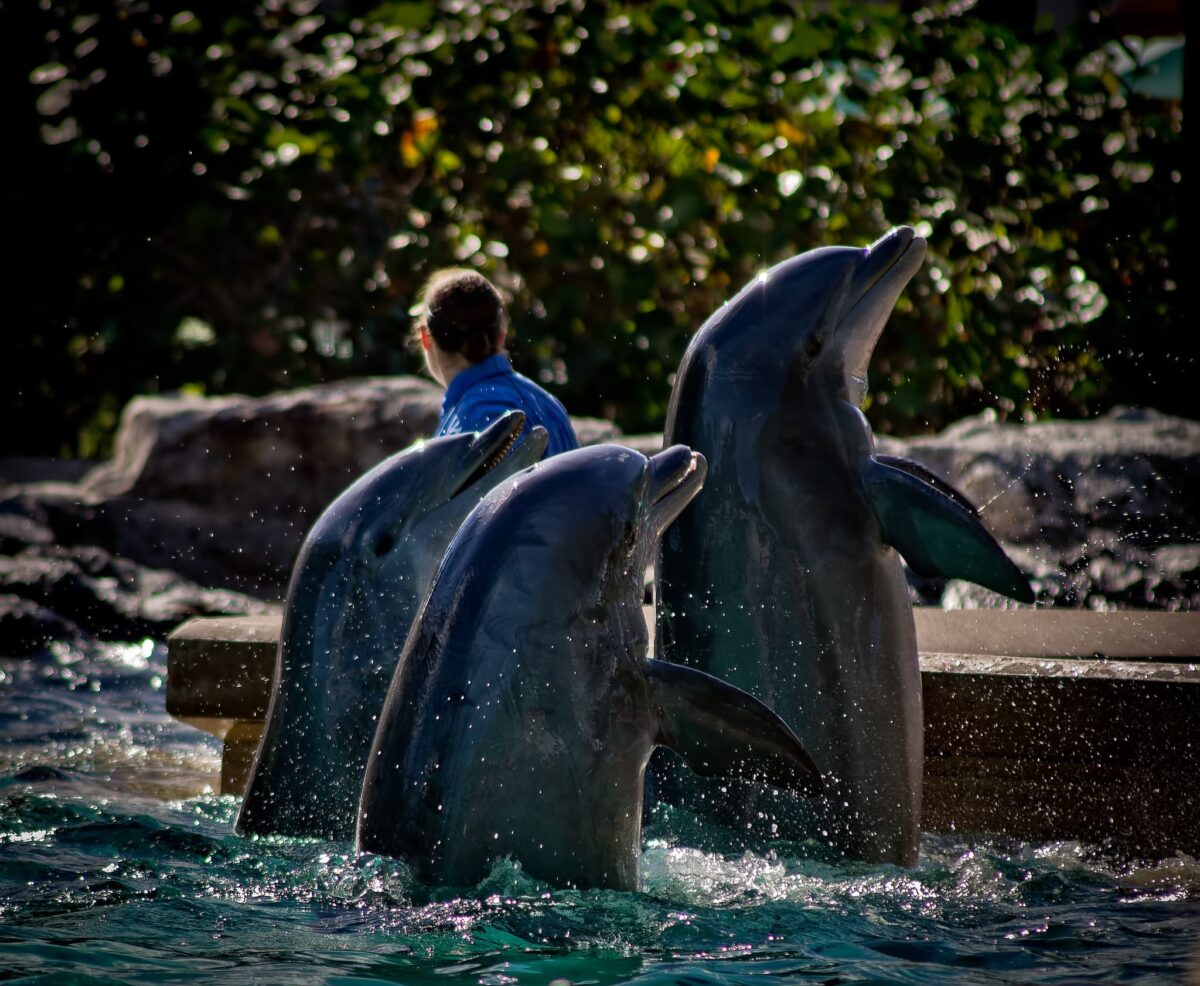 9 Best Ways to SEA Animals at SeaWorld Orlando - Park Savers