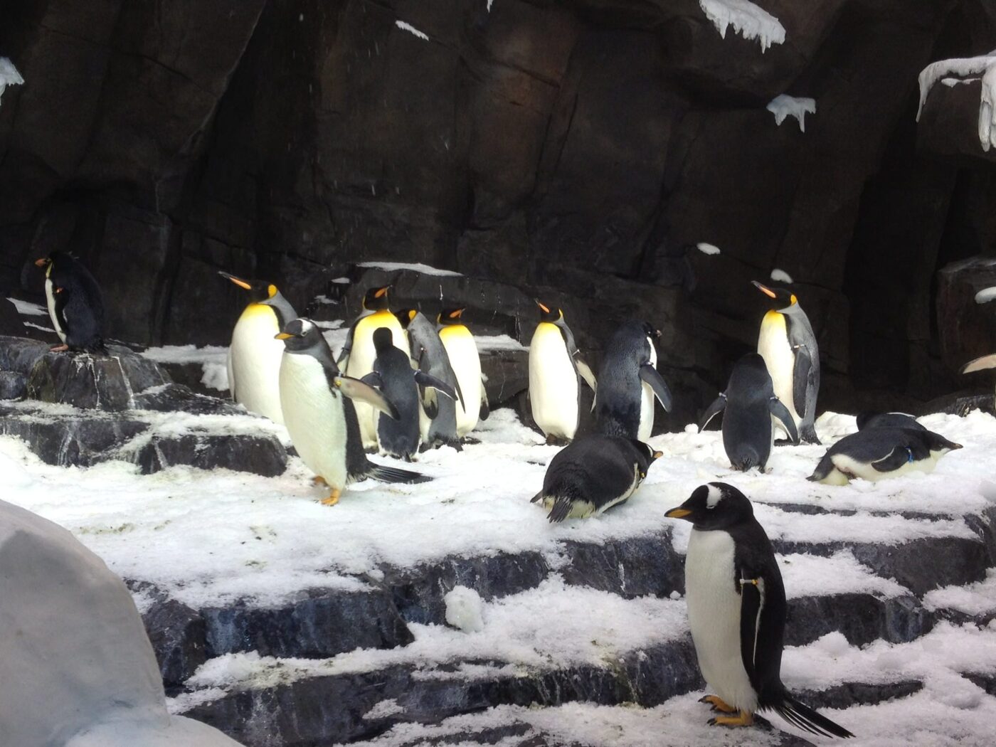 9 Best Ways to SEA Animals at SeaWorld Orlando - Park Savers