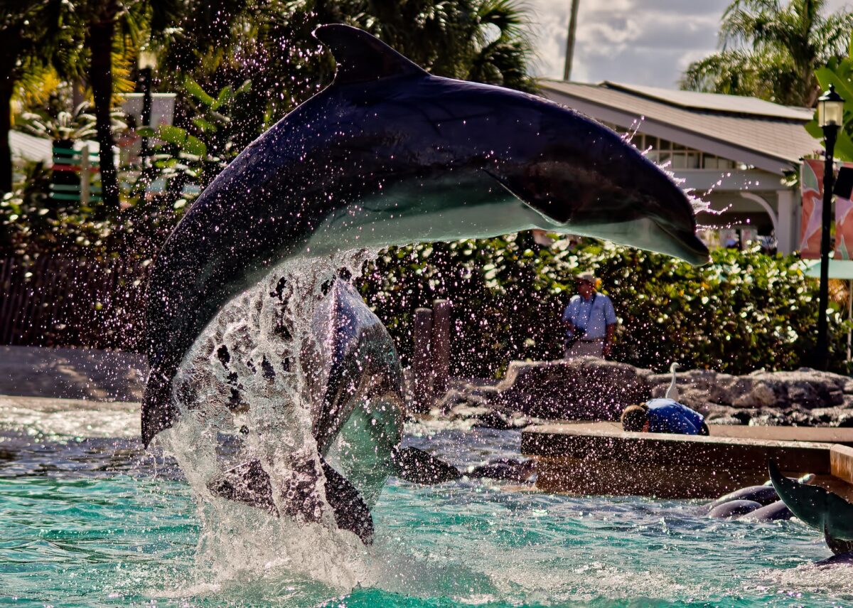 9 Best Ways to SEA Animals at SeaWorld Orlando - Park Savers