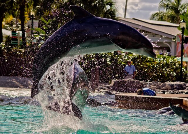 9 Best Ways to SEA Animals at SeaWorld Orlando - Park Savers