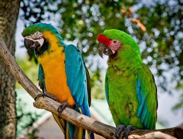 9 Best Ways to SEA Animals at SeaWorld Orlando - Park Savers