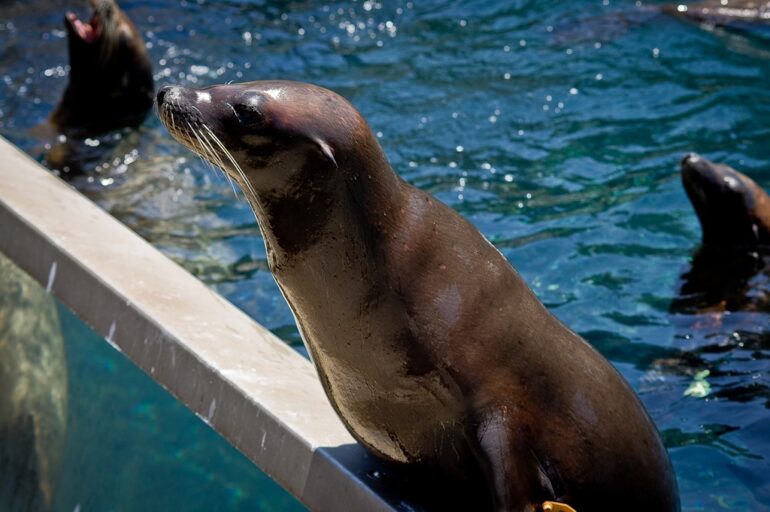 9 Best Ways to SEA Animals at SeaWorld Orlando - Park Savers