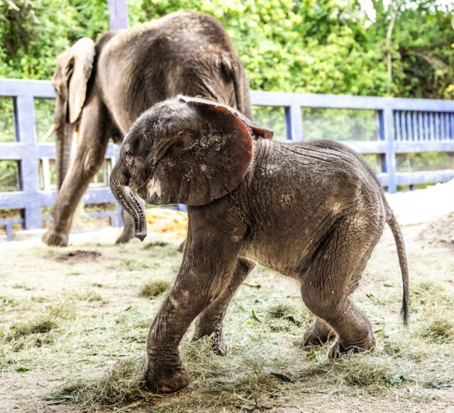 New Baby Elephant Born at Disney’s Animal Kingdom - Disney by Mark