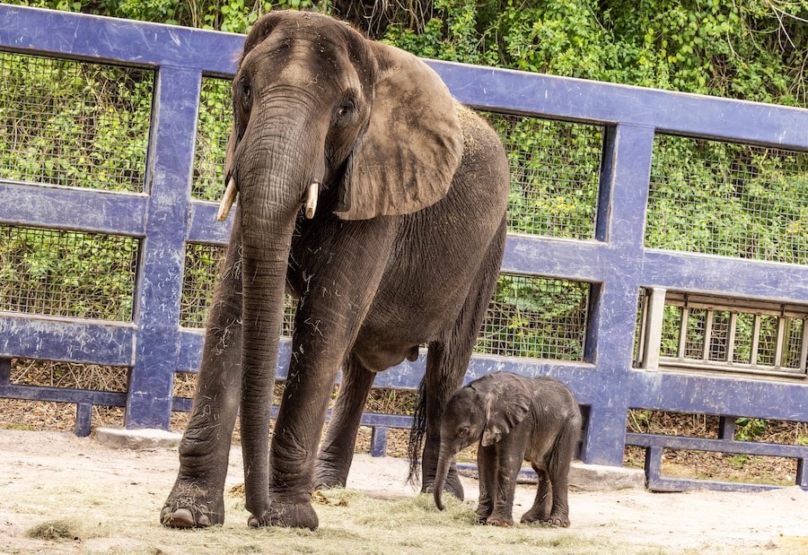 New Baby Elephant Born at Disney’s Animal Kingdom - Disney by Mark